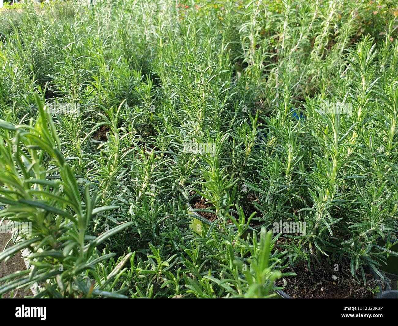 Closeup of herbs hi-res stock photography and images - Alamy