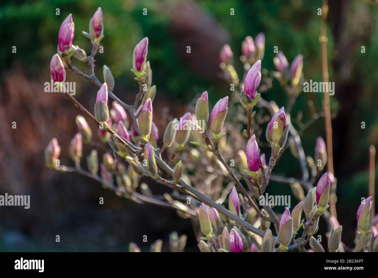 closed buds of magnolia tree. beautiful nature scenery in morning light ...