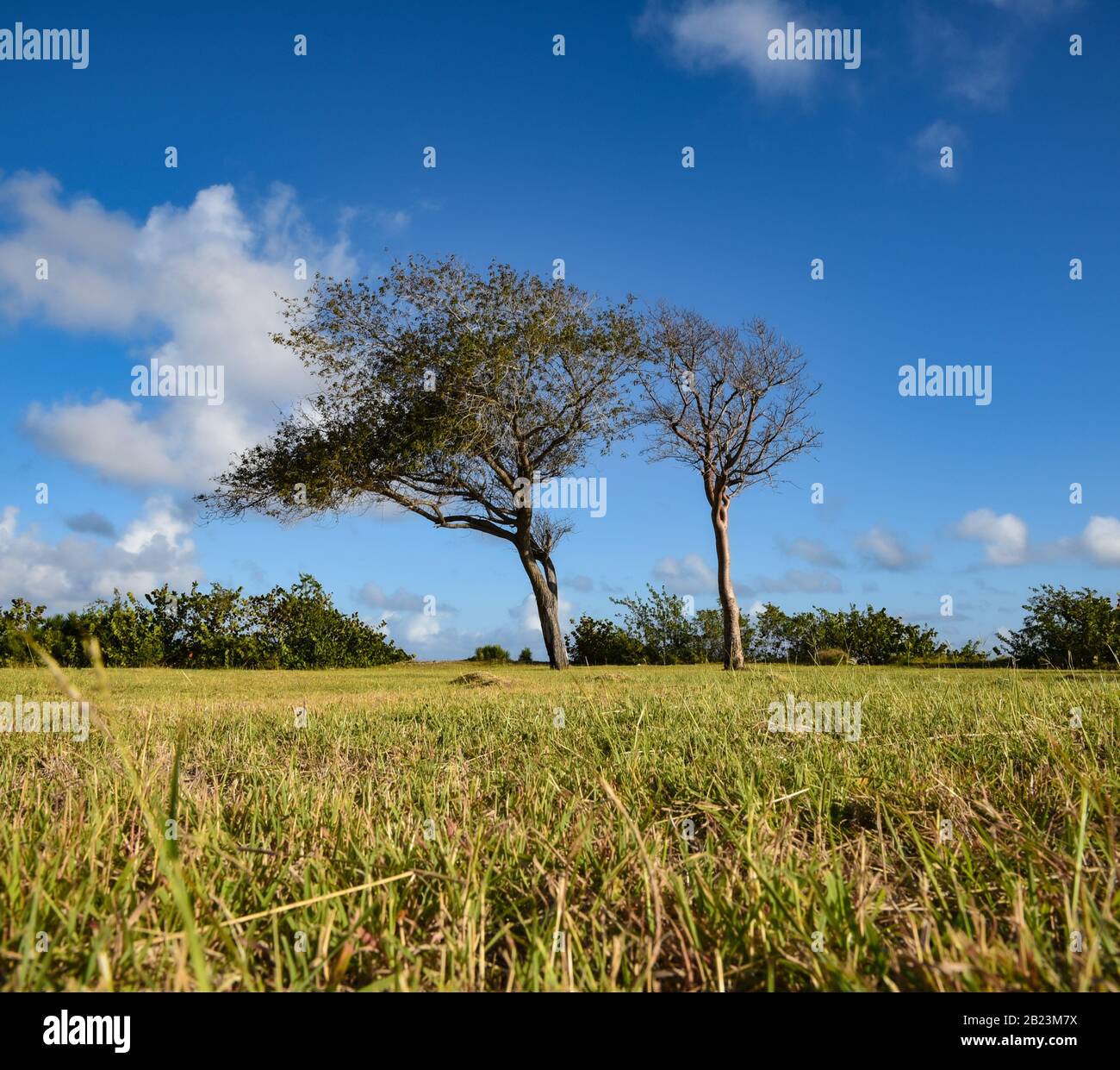 Two trees with blue cloudy sky hi-res stock photography and images - Alamy
