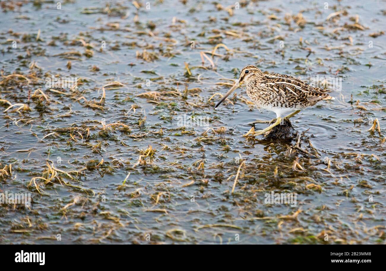 American snipe hi-res stock photography and images - Alamy