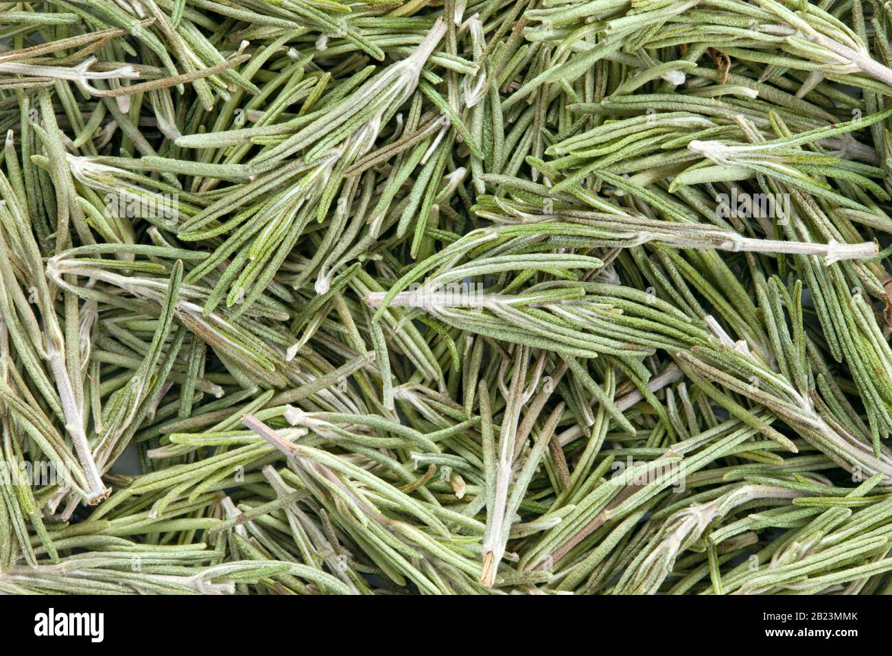 Rosemary (Rosmarinus officinalis) texture, full frame background . Used ...