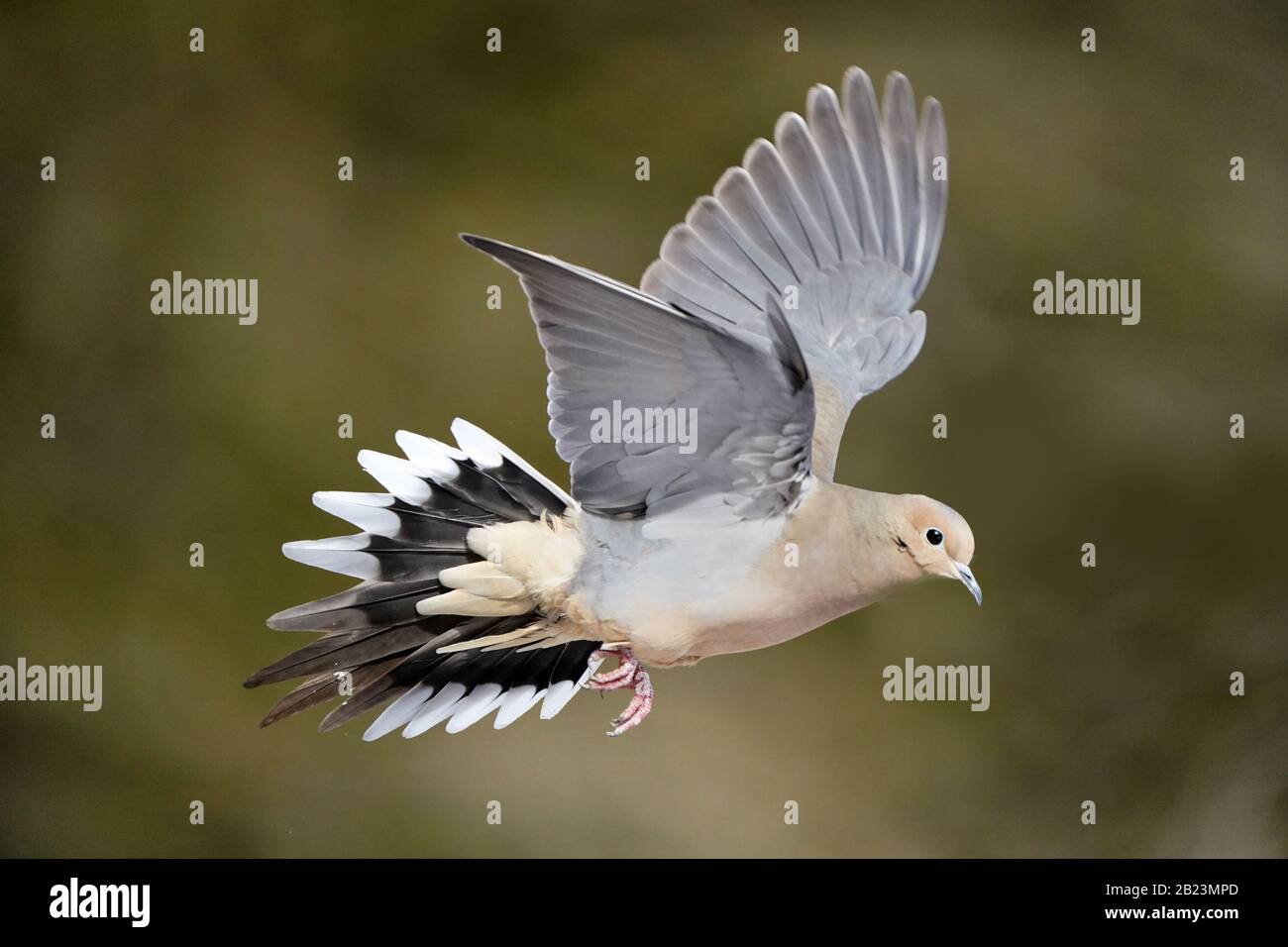 Mourning dove flying hi-res stock photography and images - Alamy