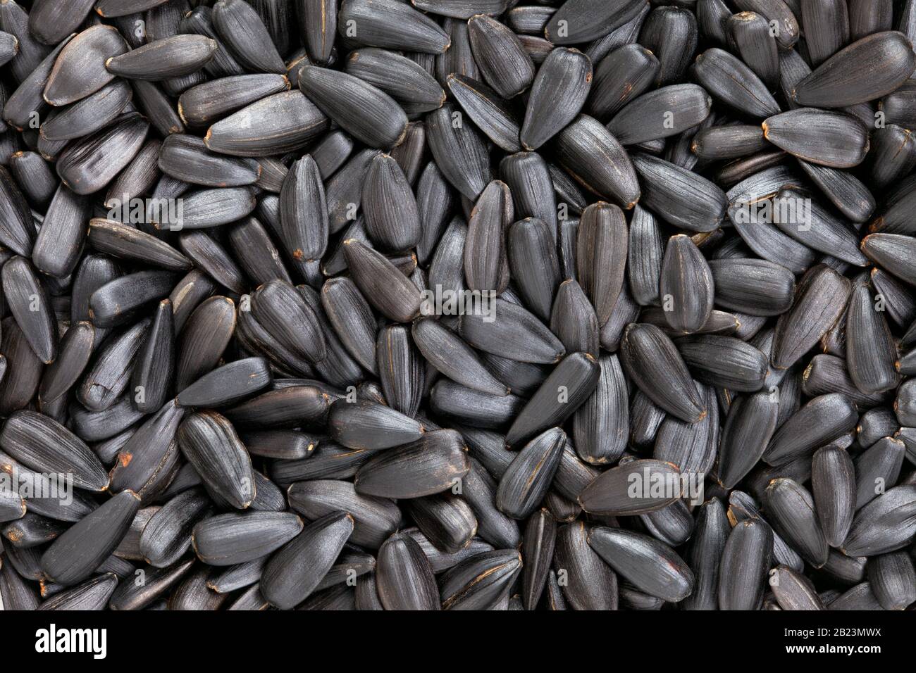 Sunflower seeds (Helianthus annuus) texture, full frame background ...