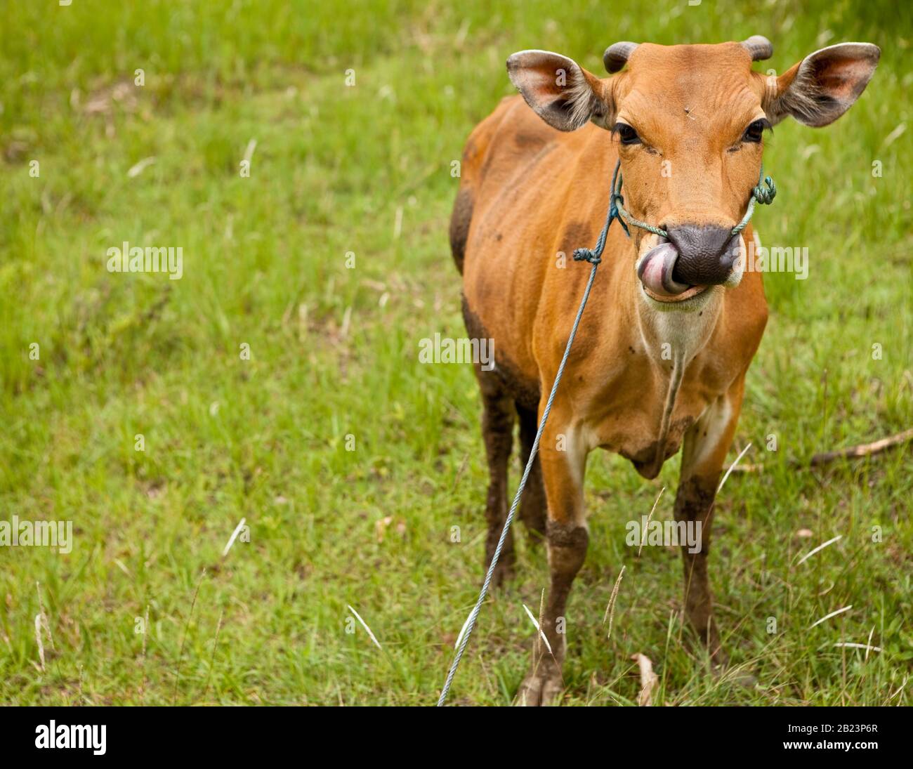 Balinese domestic cow resting on green grass Stock Photo - Alamy