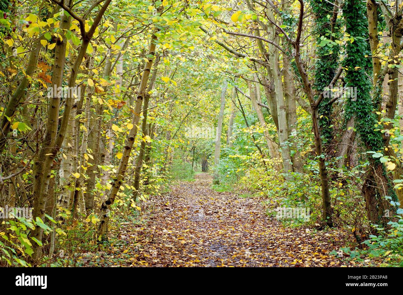 Empty path track trail hi-res stock photography and images - Alamy