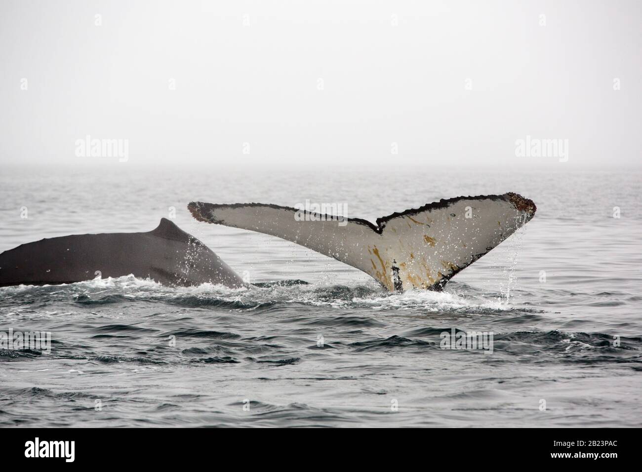 Humpback Whale Megaptera novaeangliae at Foyn Harbour, Wilhelmina Bay ...