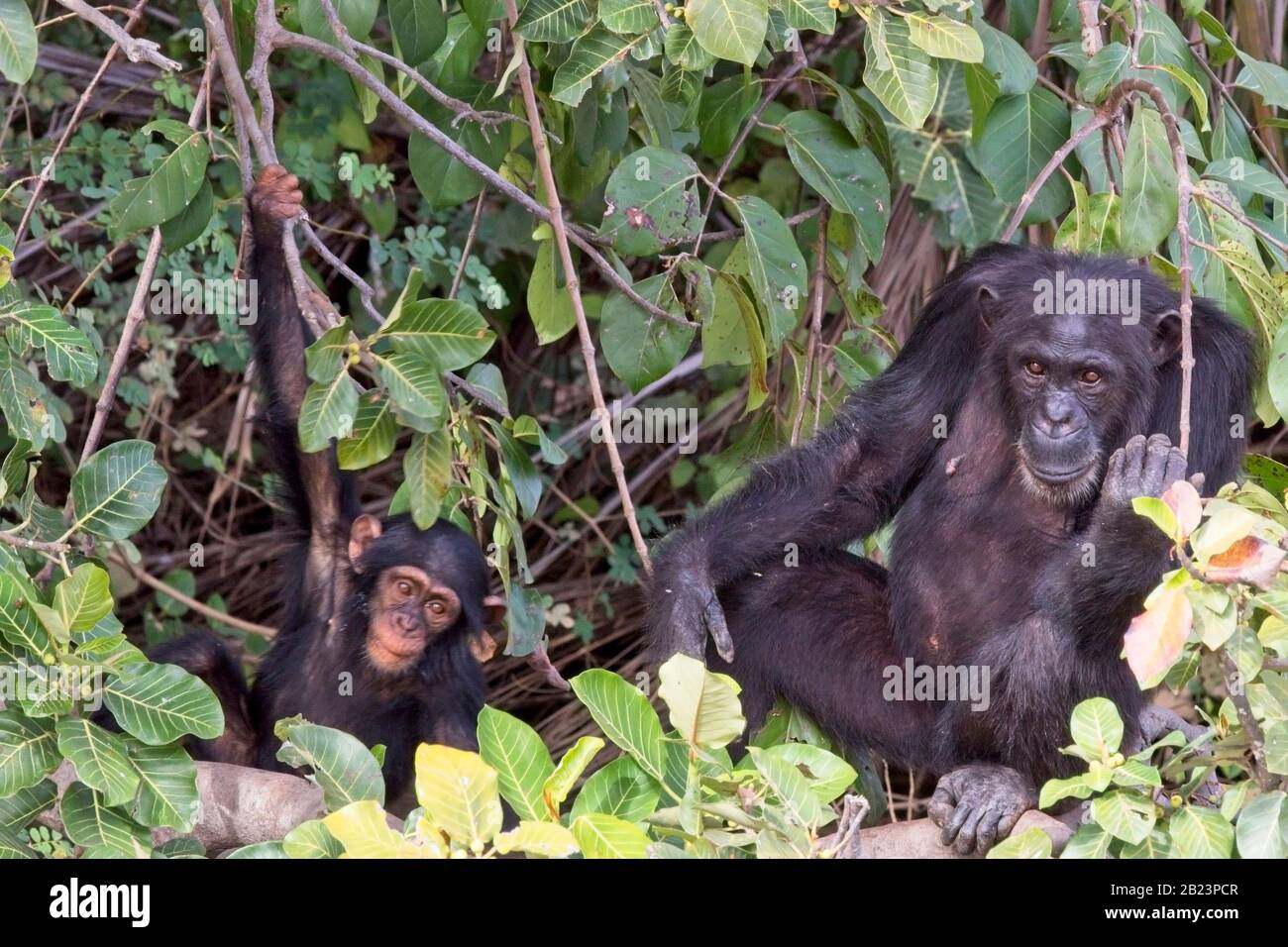 Chimpanzee (Pan troglodytes) mother and child, in a tree, Chimpanzee ...