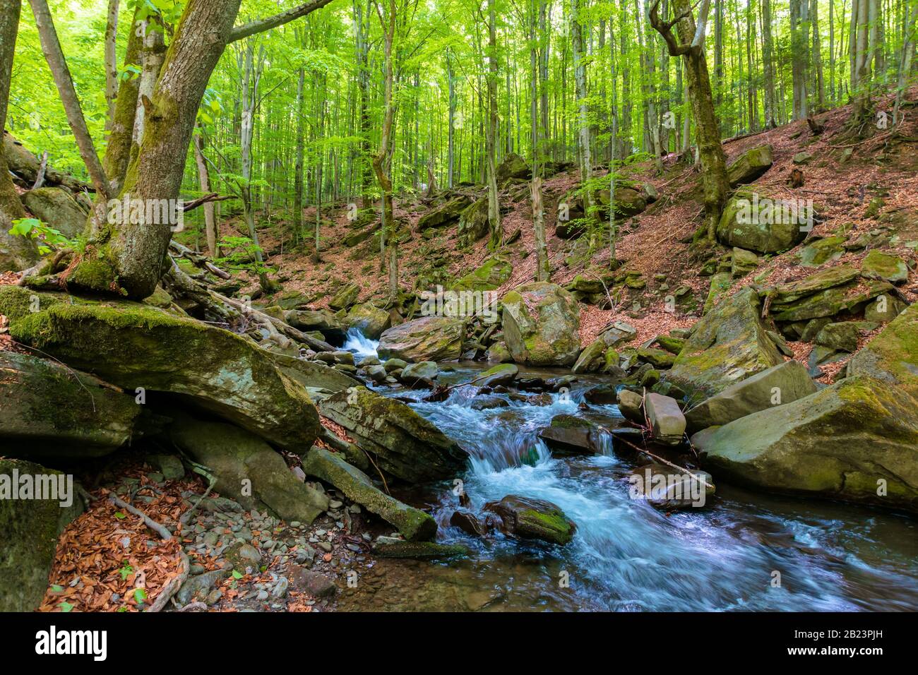 water stream in the beech forest. beautiful nature scenery in spring ...