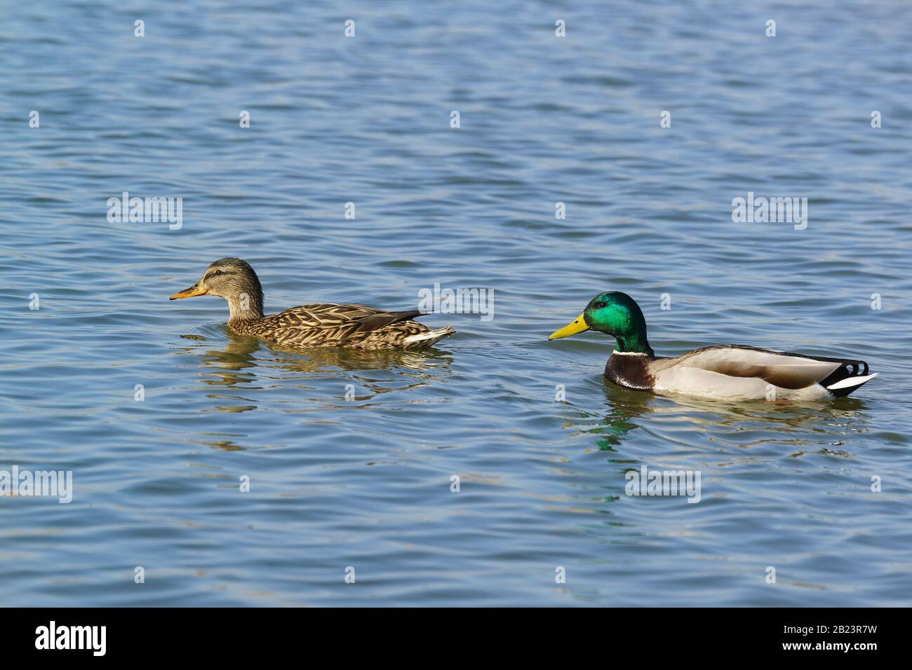 A duck and a Drake (male and female) of Mallard (lat. Anas ...