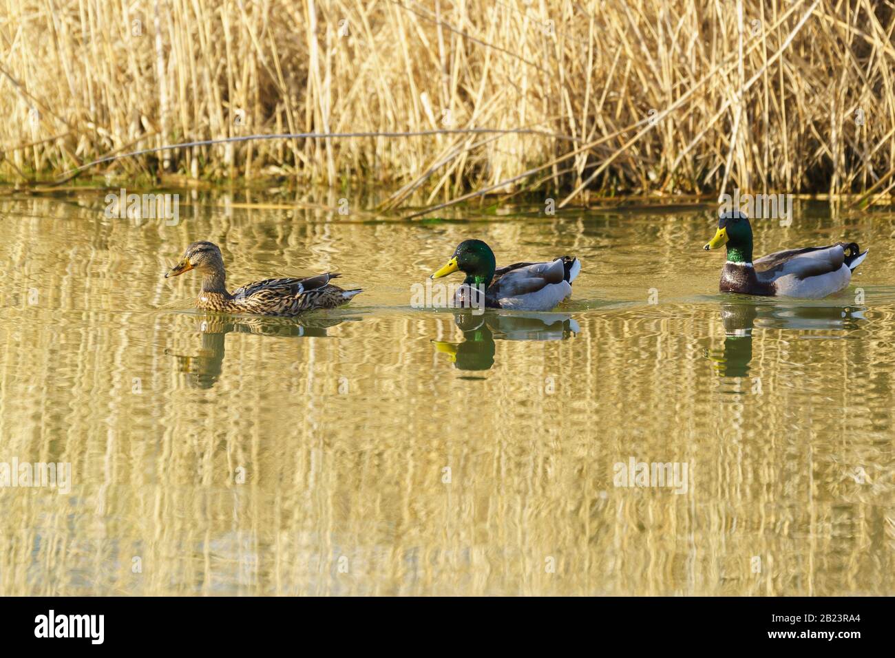 Drake and female hi-res stock photography and images - Alamy