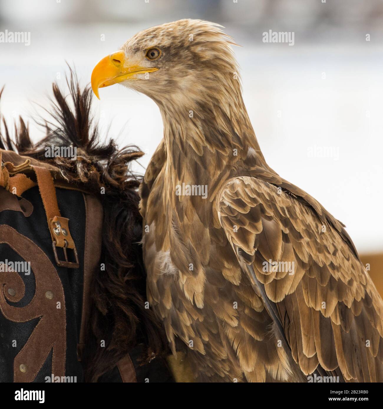 Young american eagle hi-res stock photography and images - Alamy