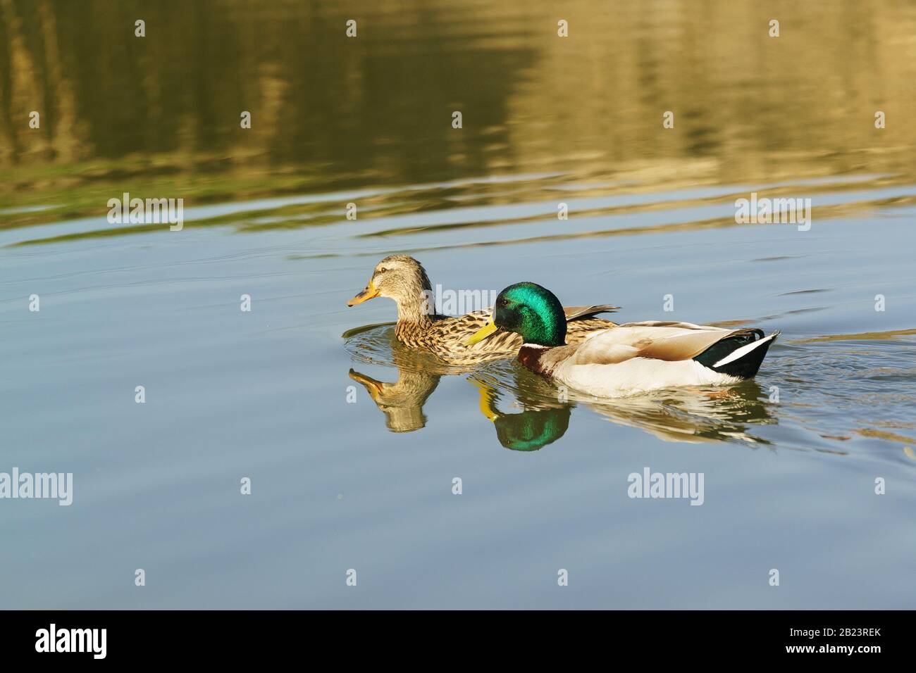 Drake and duck - a male and female Mallard ducks (lat. Anas ...
