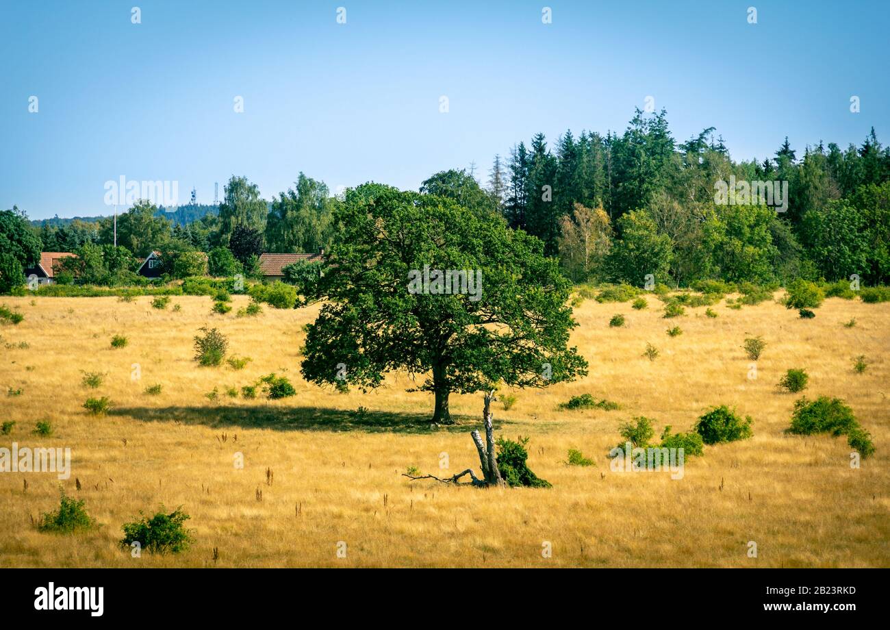 A single green tree in the middle of a yellow farm field in southern ...