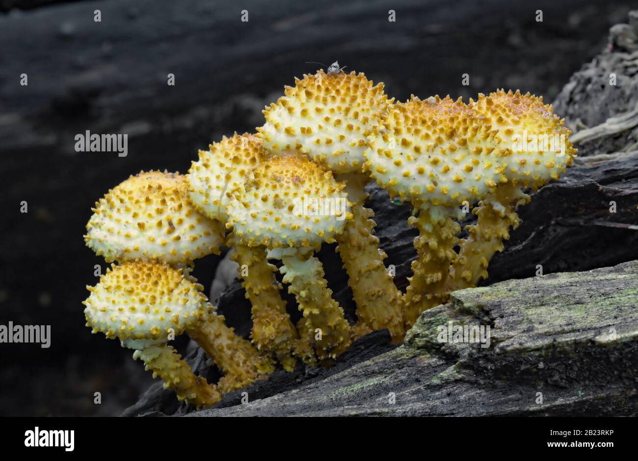 Decaying decomposer hi-res stock photography and images - Alamy