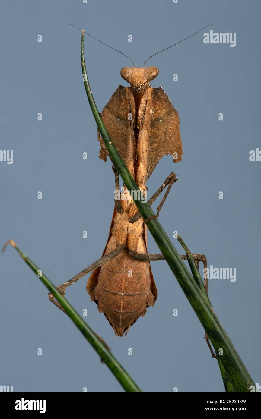 Dead Leaf Mantis (Deroplatys desiccata Stock Photo - Alamy