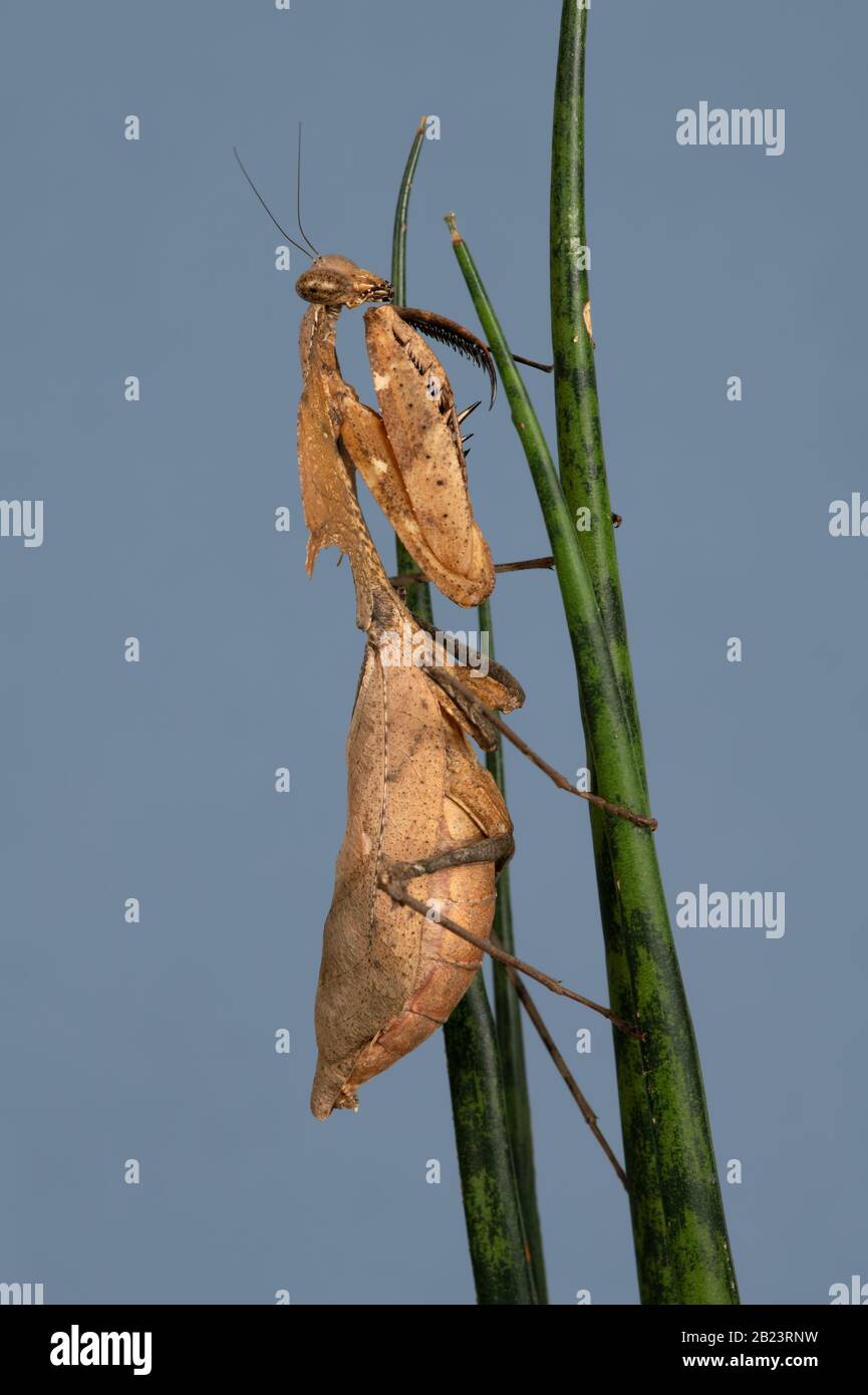 Dead Leaf Mantis (Deroplatys desiccata Stock Photo - Alamy