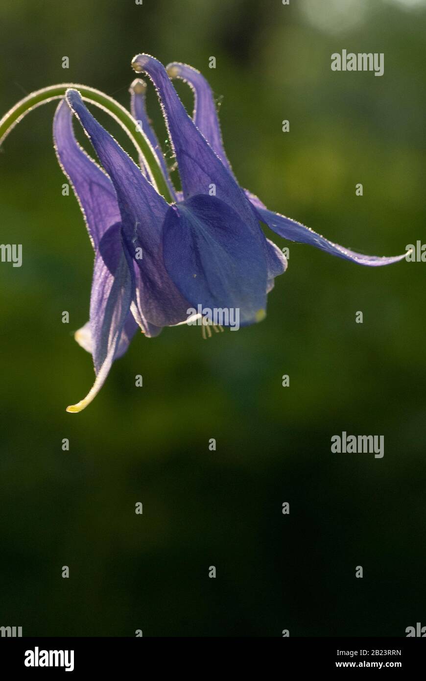 Common Columbine - Aquilegia vulgaris, with green background, spring ...