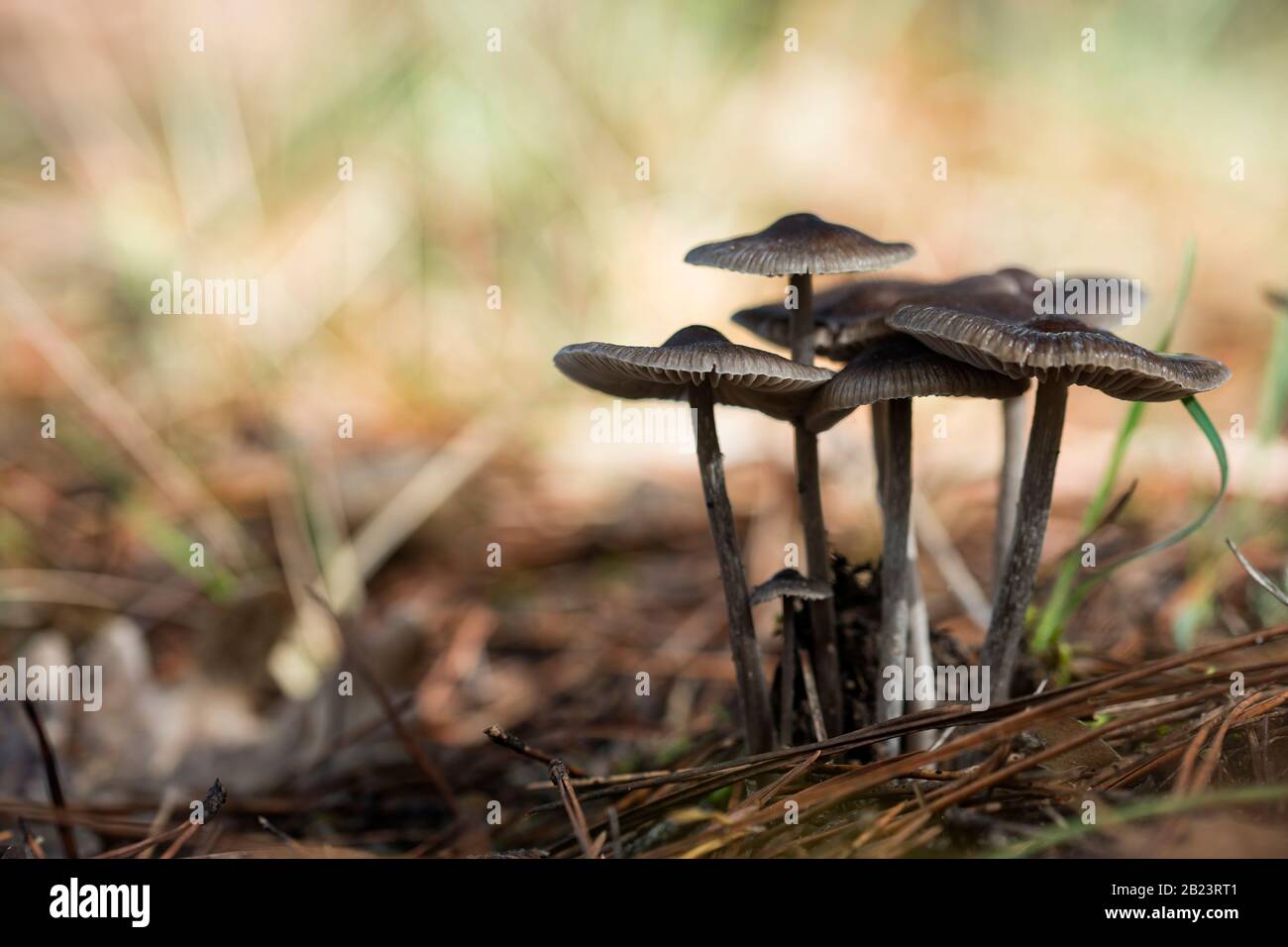 Macro shot wild mushrooms growing hi-res stock photography and images ...