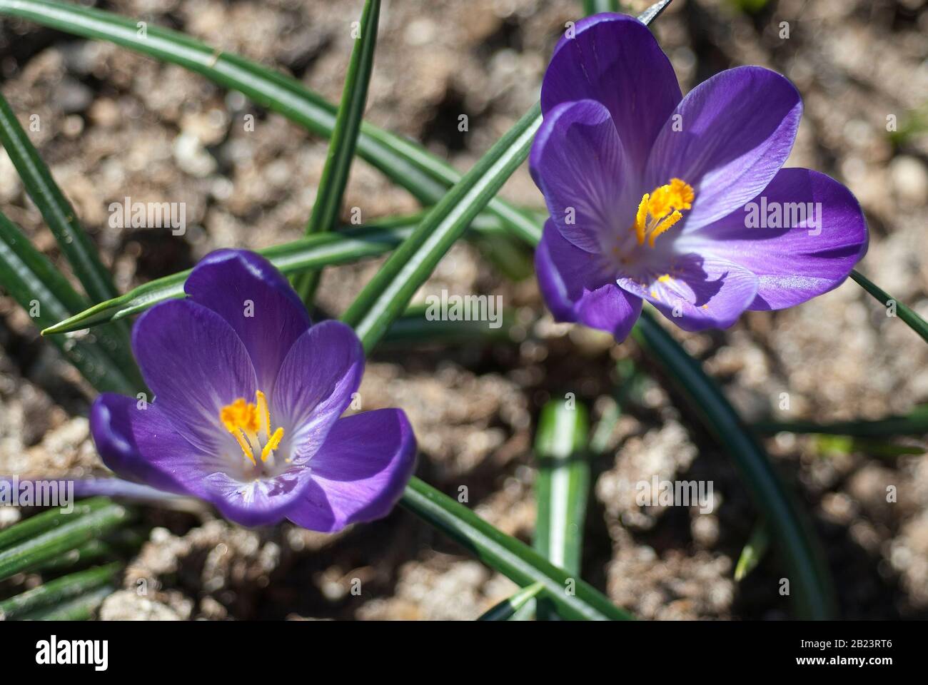 crocus vernus, group of flowers, macro photography Stock Photo - Alamy
