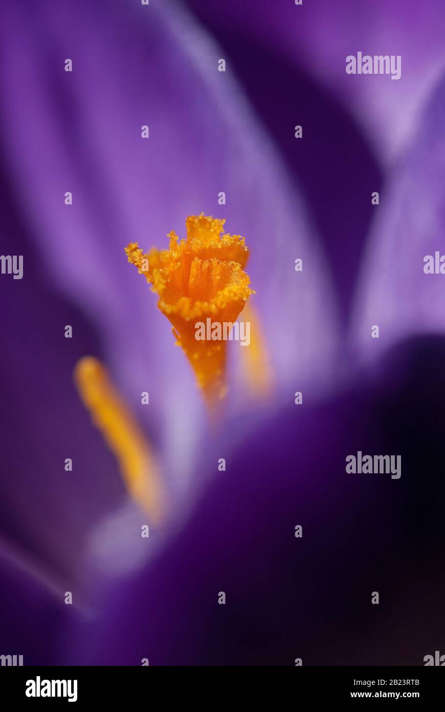 Ovary and ovule of flower hi-res stock photography and images - Alamy