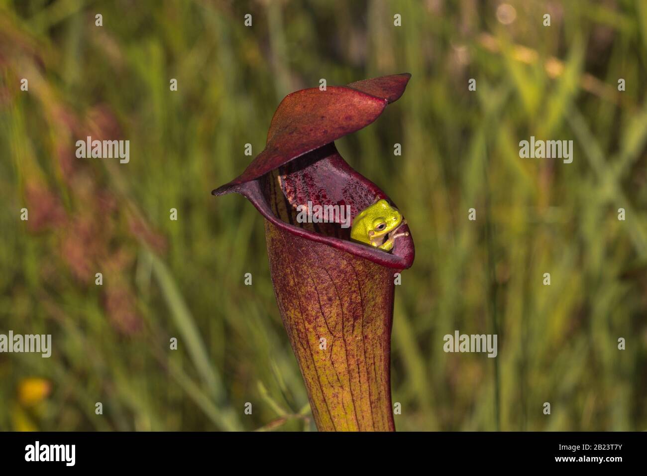 Pitcher Plant Eating Frog