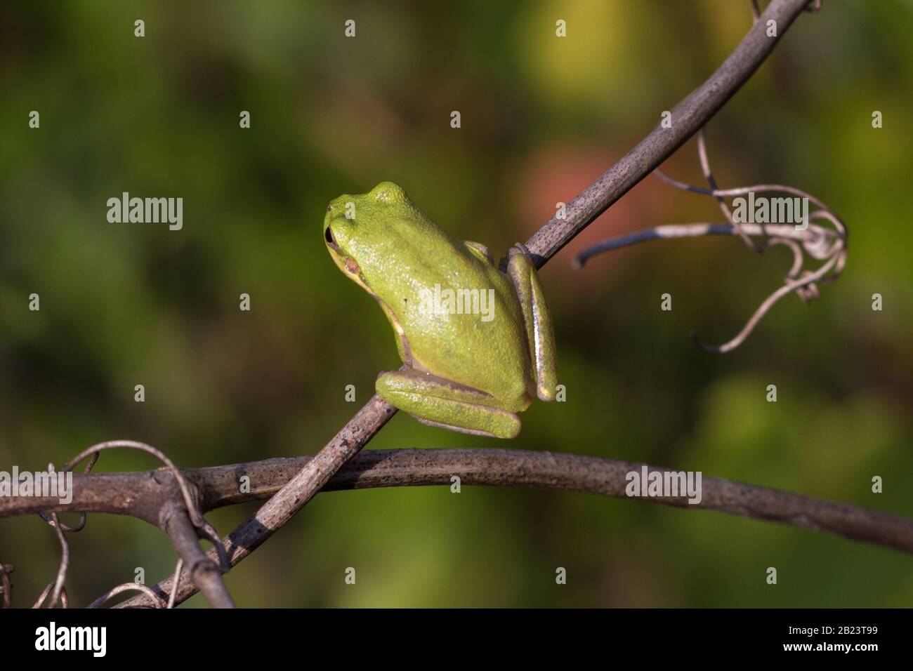 Tree Frog (Hyla sp.) in Stone County, Mississippi, USA Stock Photo - Alamy
