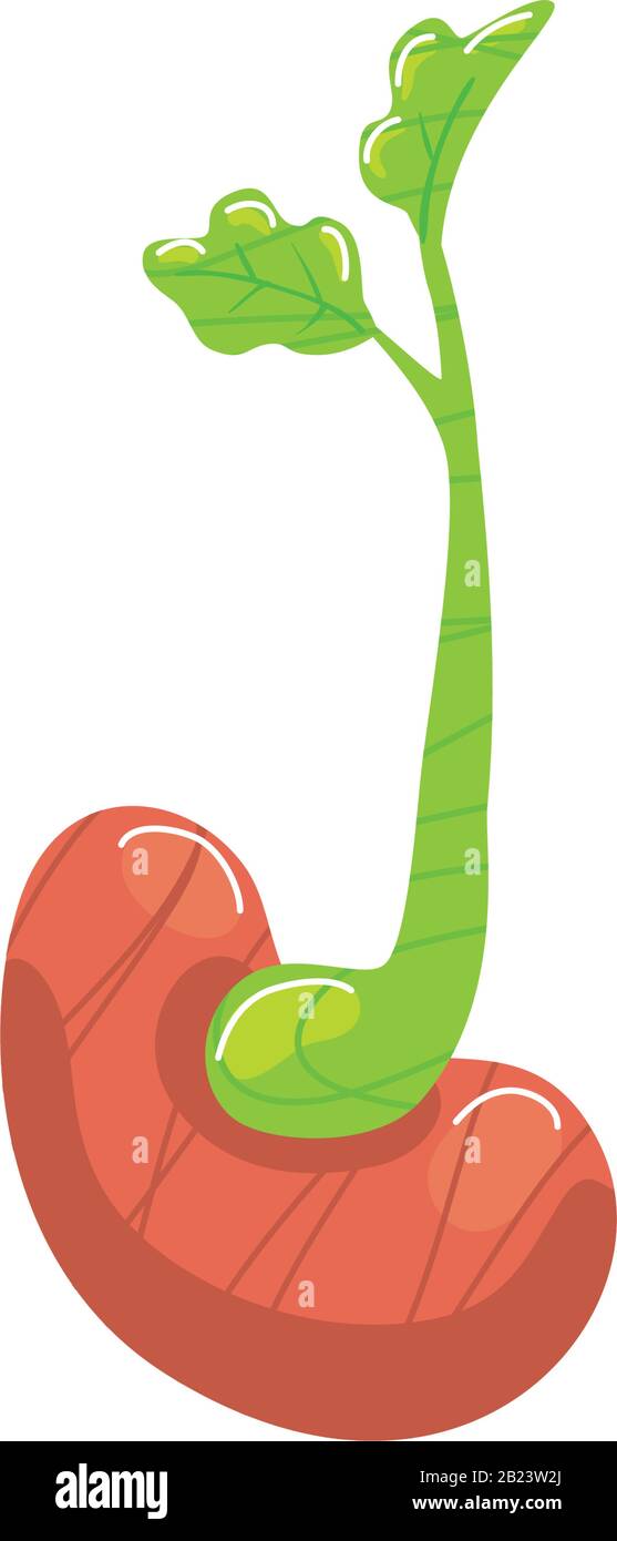 bean seed sprouting isolated icon Stock Vector Image & Art - Alamy