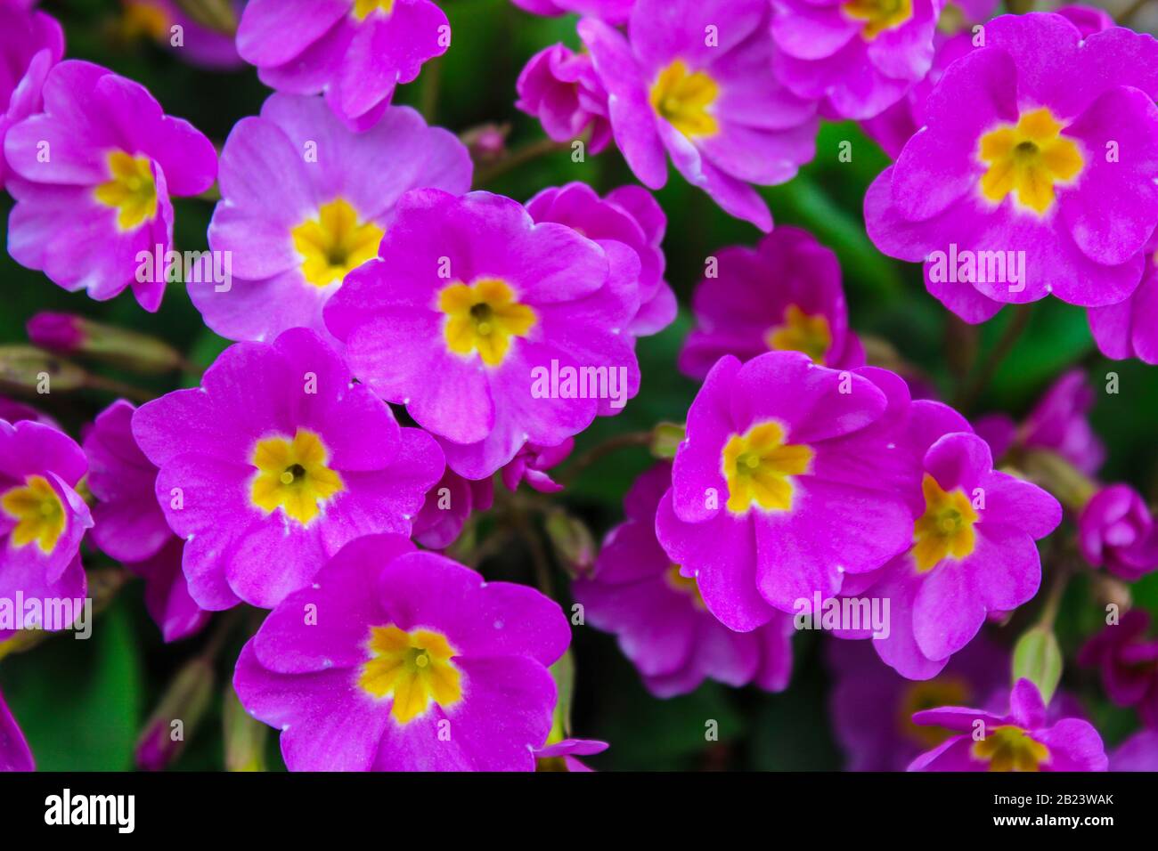 Purple buttercups on a flower bed as a background Stock Photo - Alamy