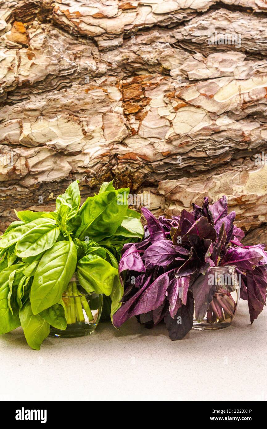 Fresh assorted organic herbs: two types of basil - green and purple ...