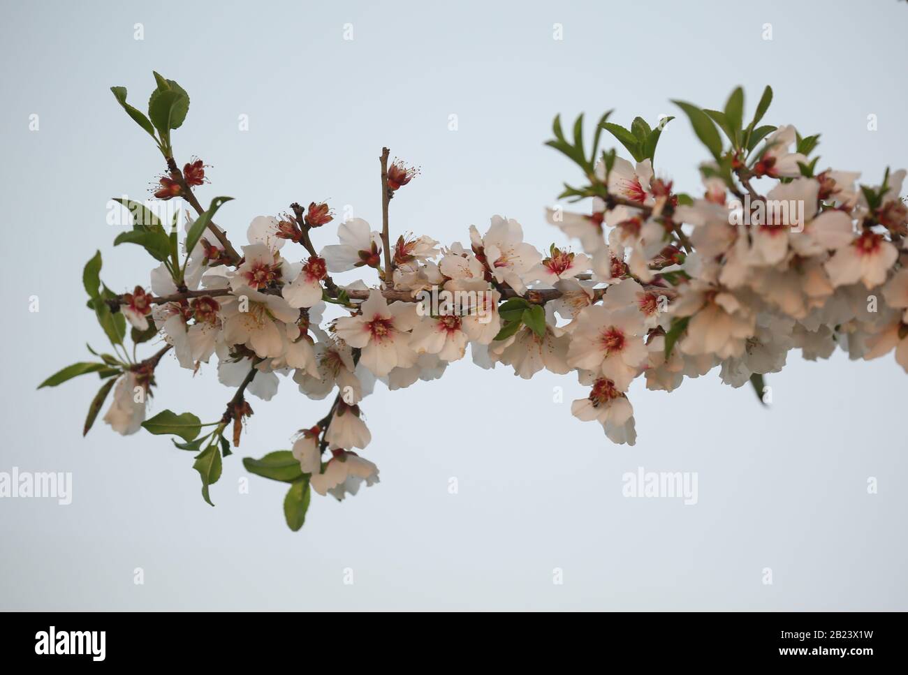 shows Almond trees blossom at the beginning of spring, near the Gaza ...