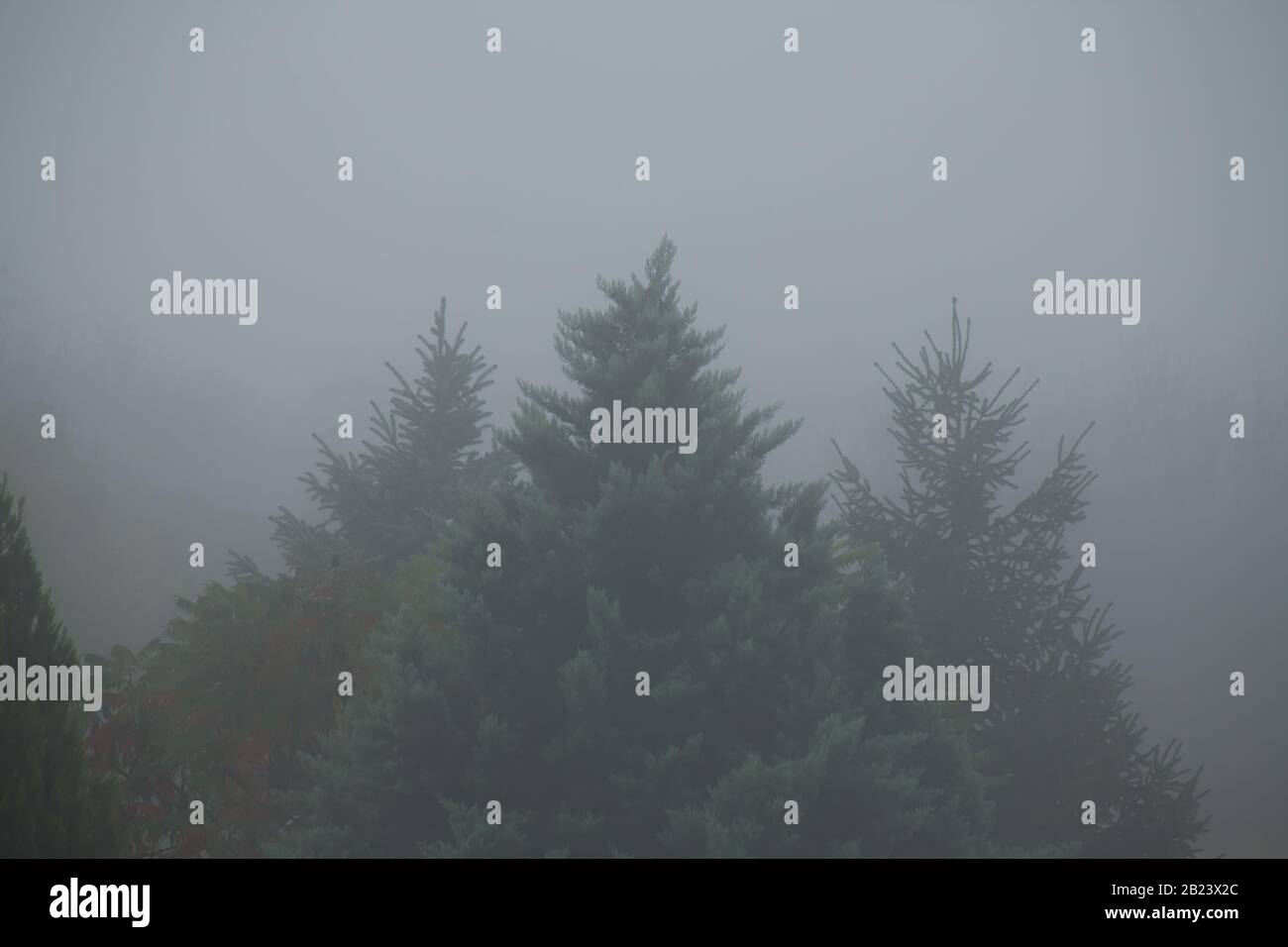 Tree tops for a dark foggy morning. The green peaks of the pine lean ...