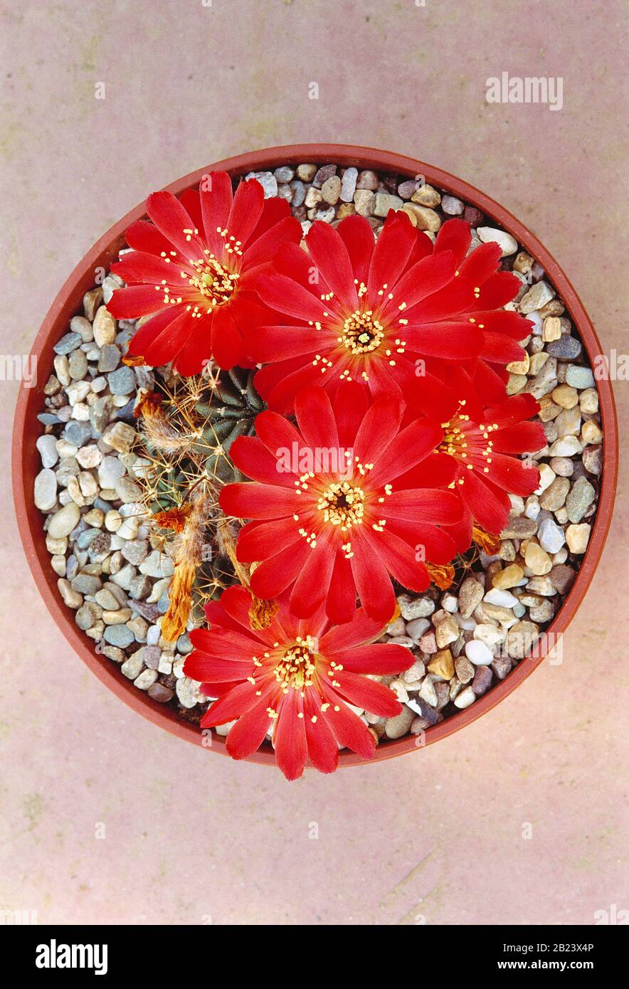 Plants. Parodia Cactus flowers growing in bowl Stock Photo - Alamy