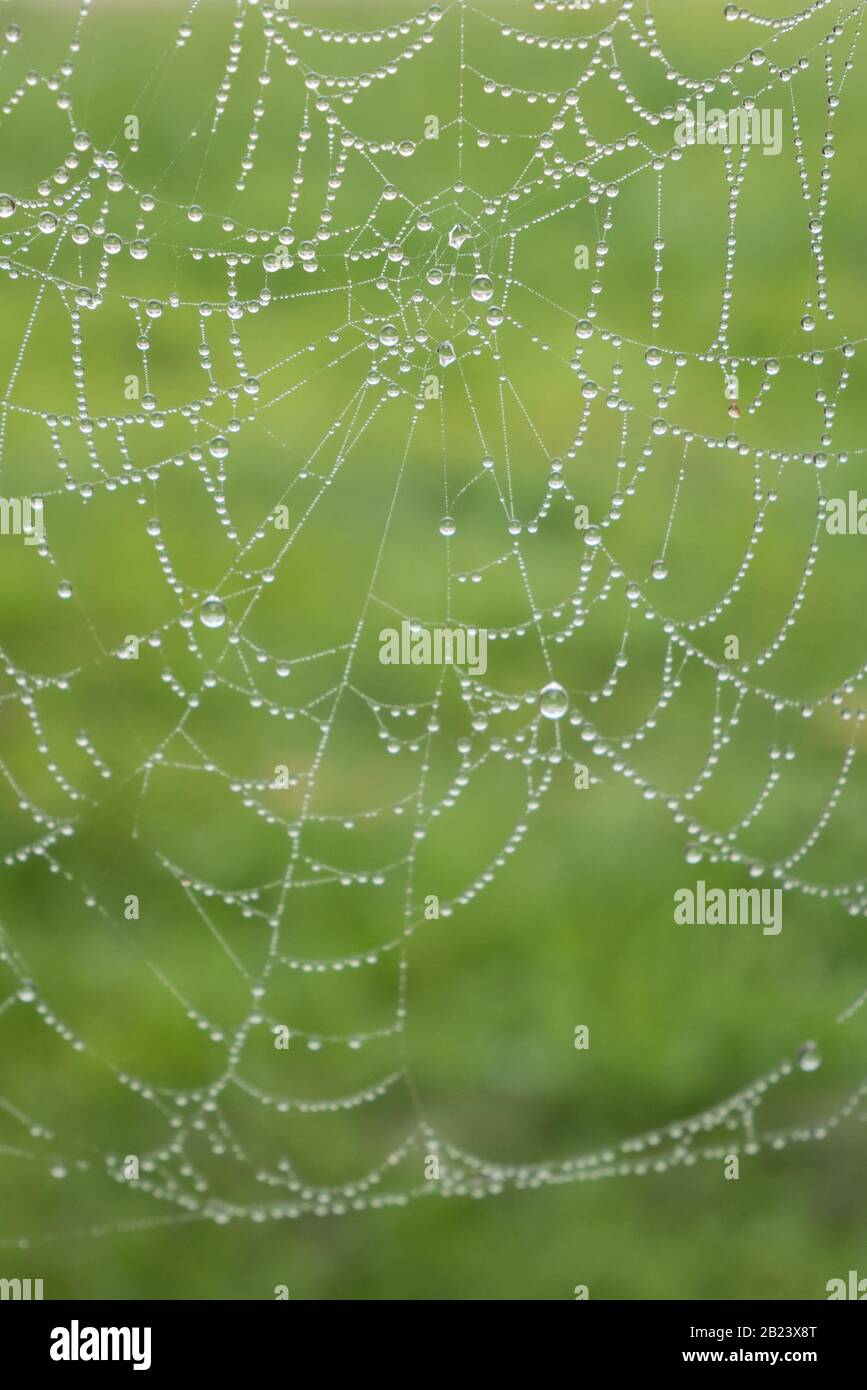 Rain drops on the spider web. On a green background, the spider web is ...