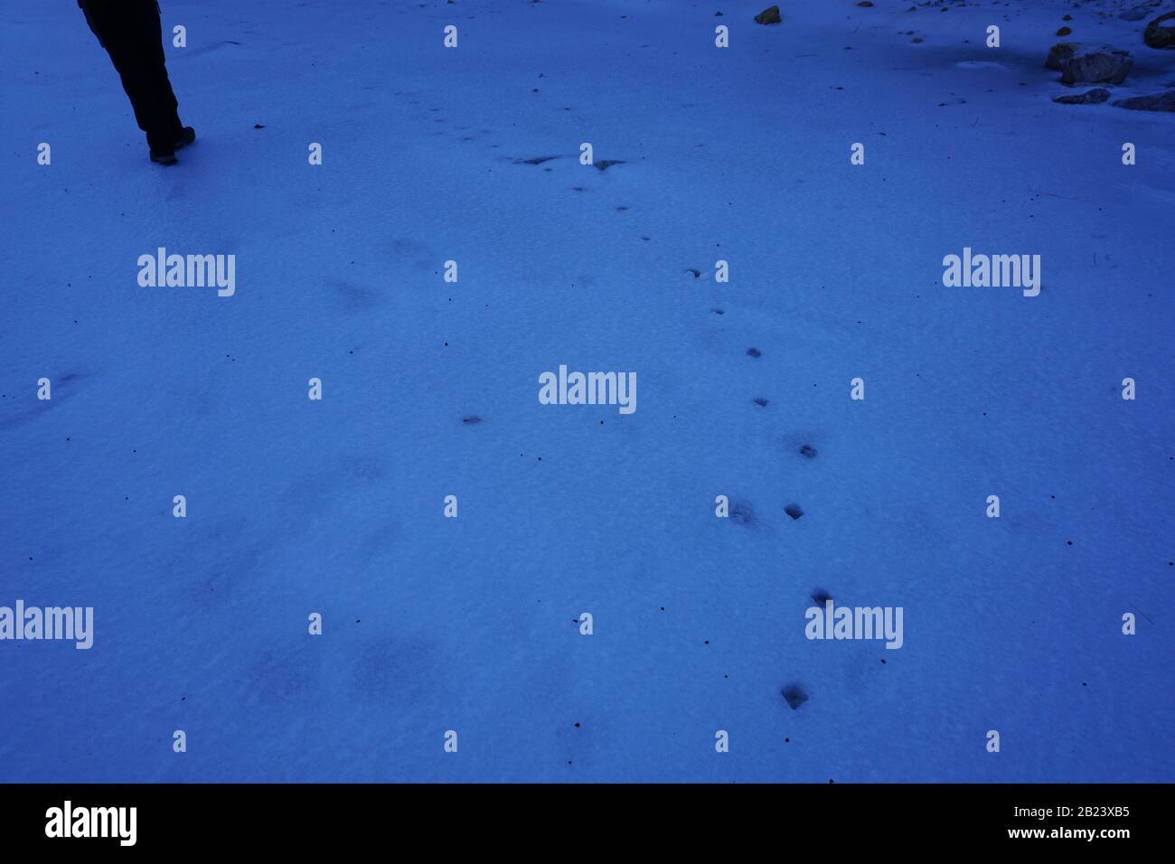 Wolf footprints in the snow Stock Photo - Alamy