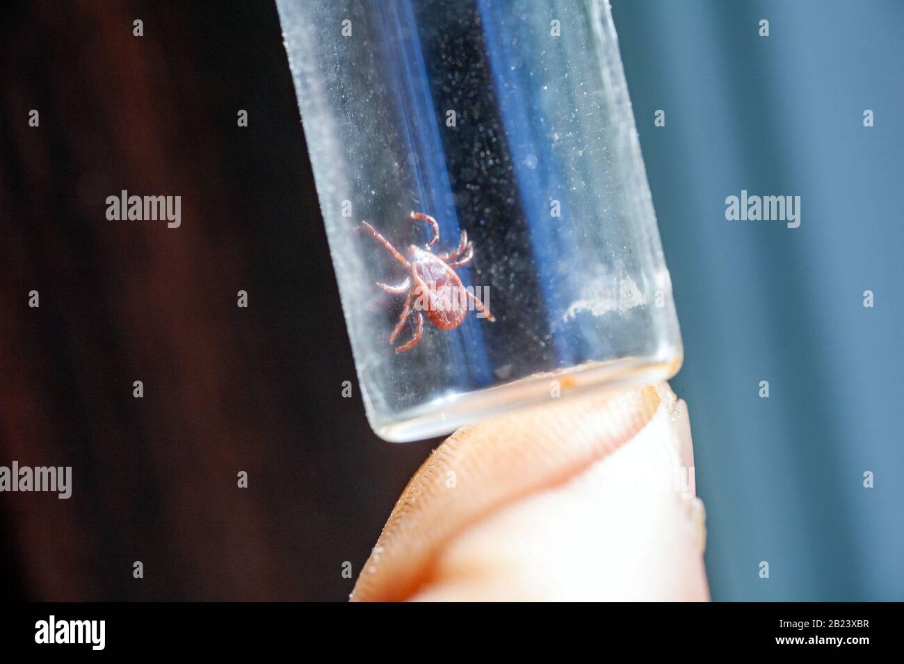 A man holds a test tube in his hands with a poisonous dangerous ixodid ...