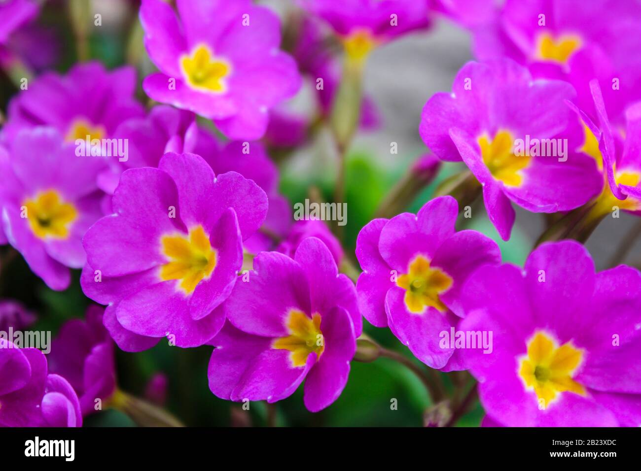 Purple buttercups on a flower bed as a background Stock Photo - Alamy