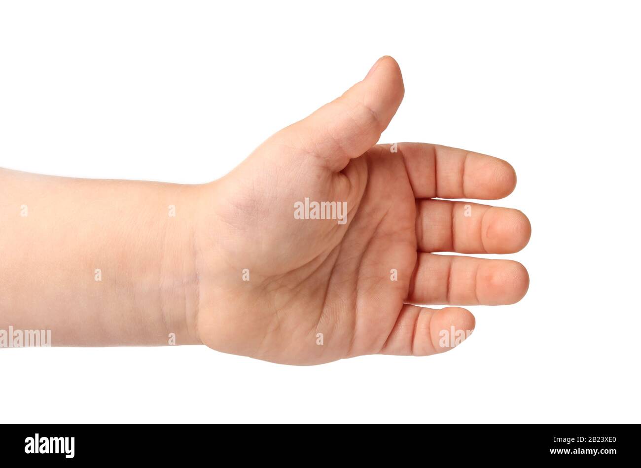 Baby palm isolated on white Stock Photo - Alamy
