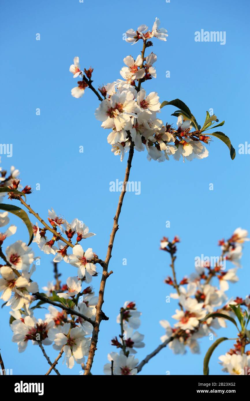 shows Almond trees blossom at the beginning of spring, near the Gaza ...