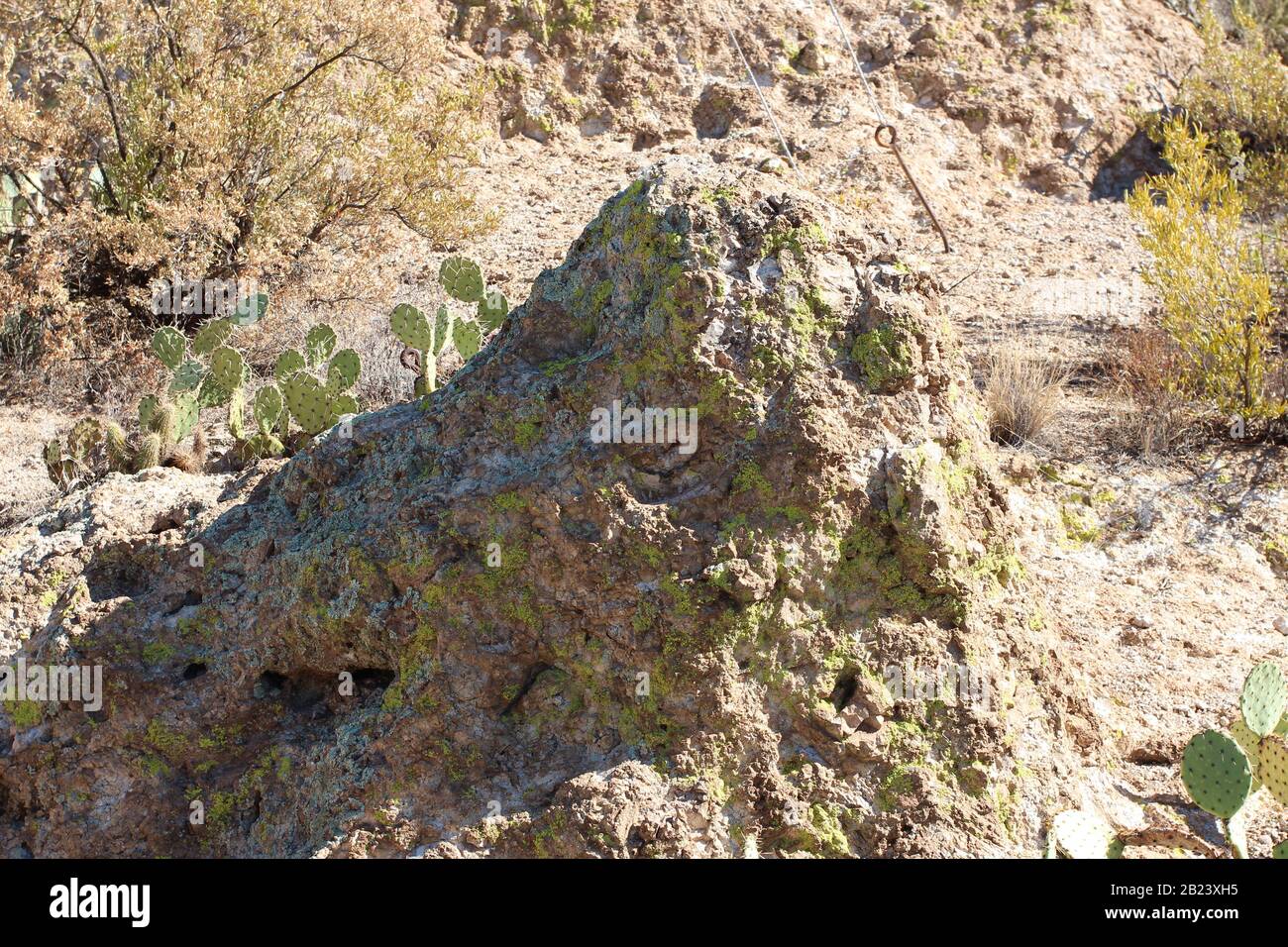 Lichen In The Desert High Resolution Stock Photography and Images - Alamy