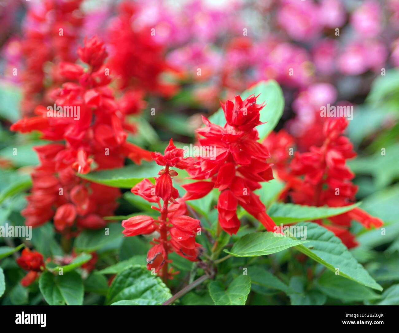 red little flowers Stock Photo - Alamy
