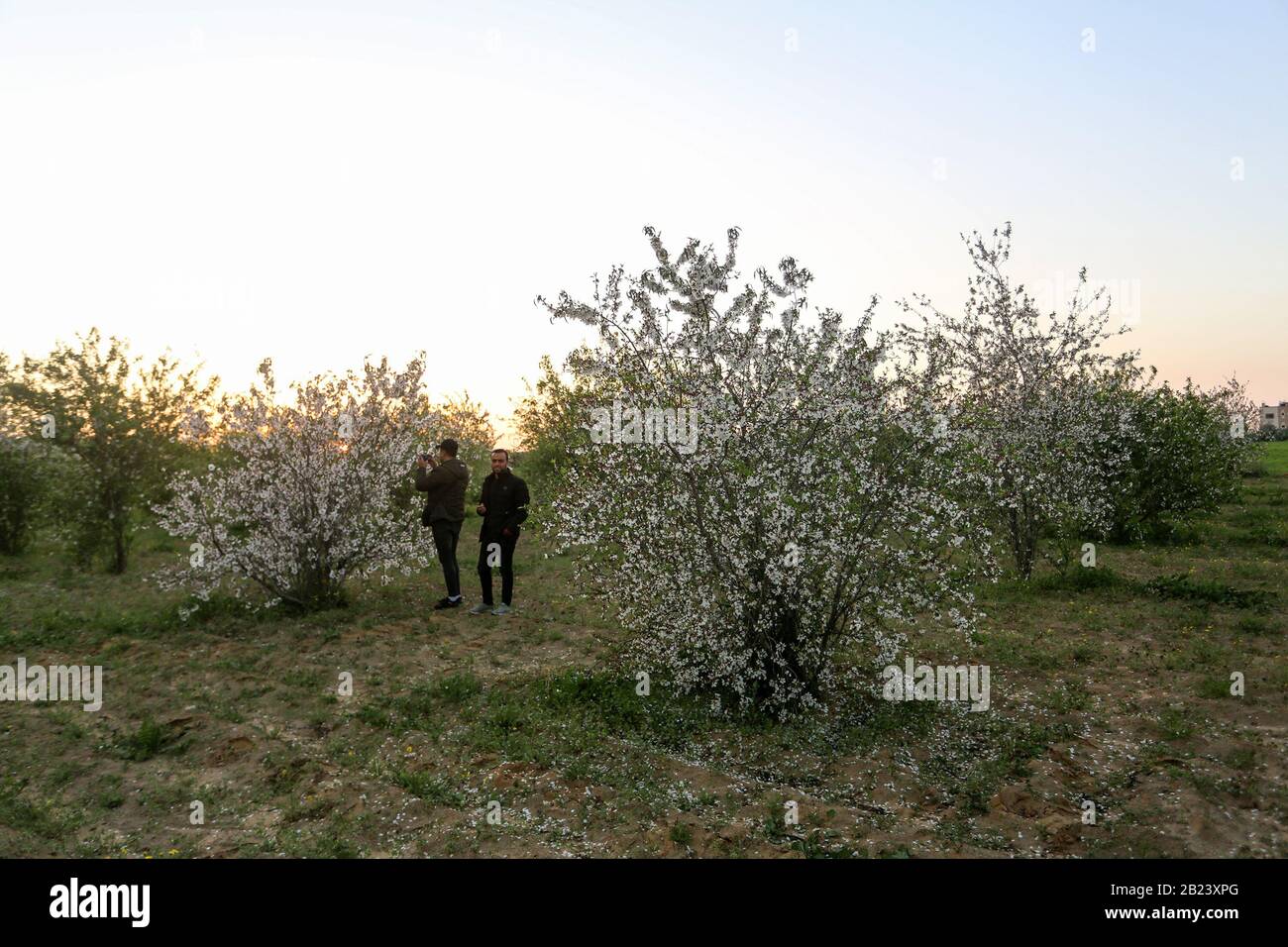 shows Almond trees blossom at the beginning of spring, near the Gaza ...