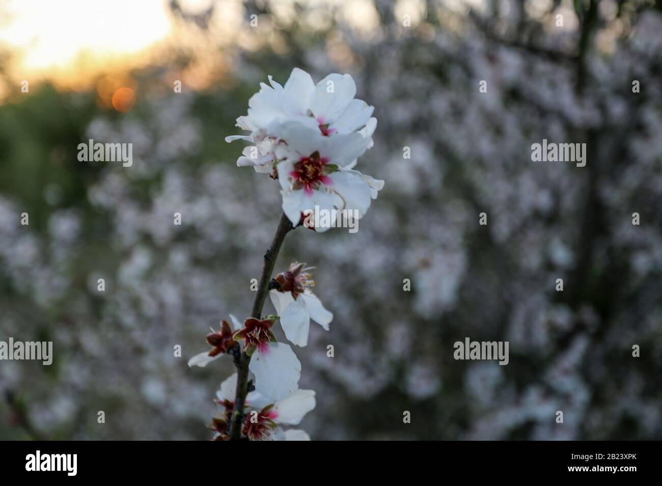 shows Almond trees blossom at the beginning of spring, near the Gaza ...