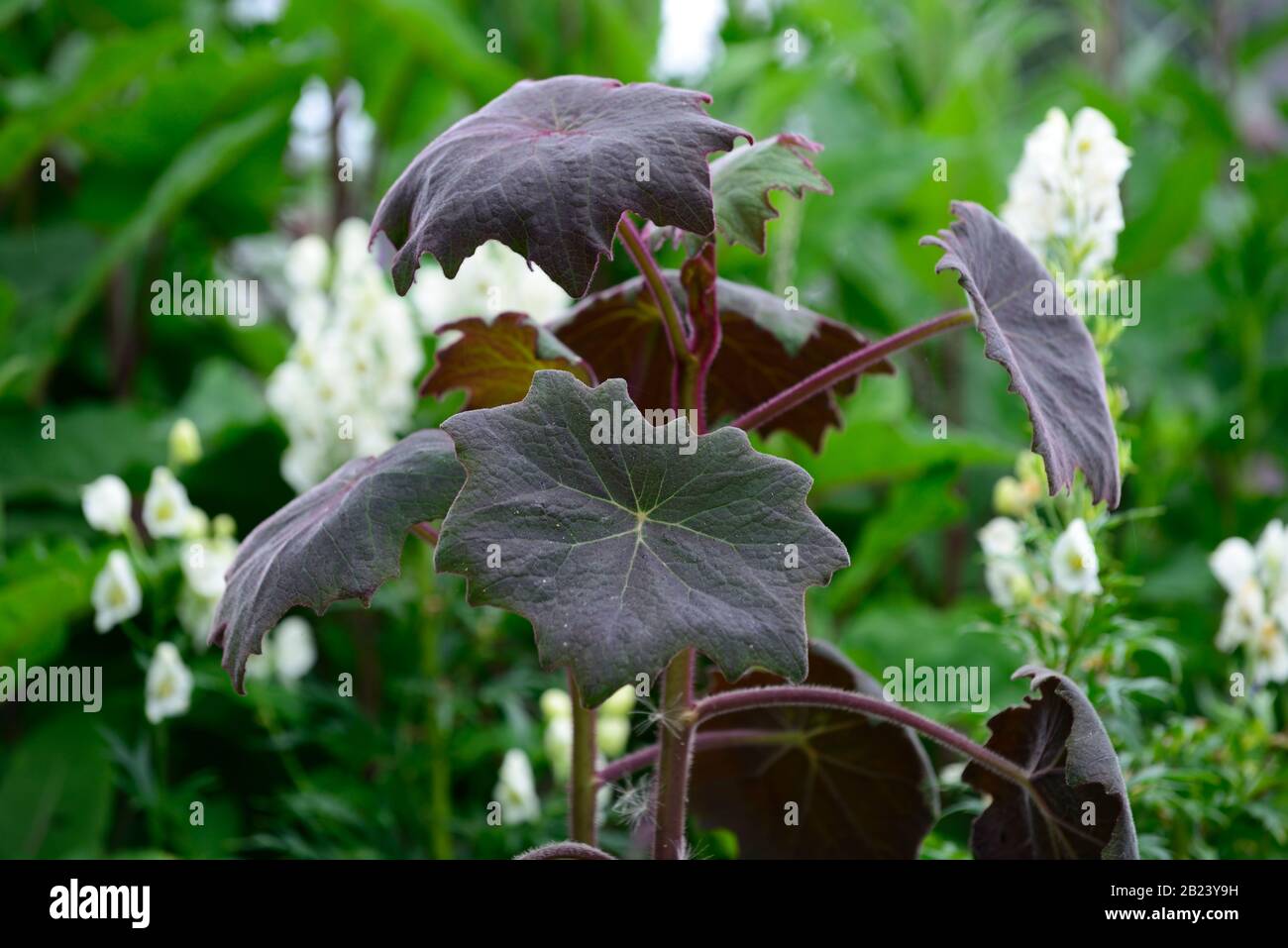 senecio cristobalensis,Roldana petasitis,Red Leaved Velvet Senecio ...