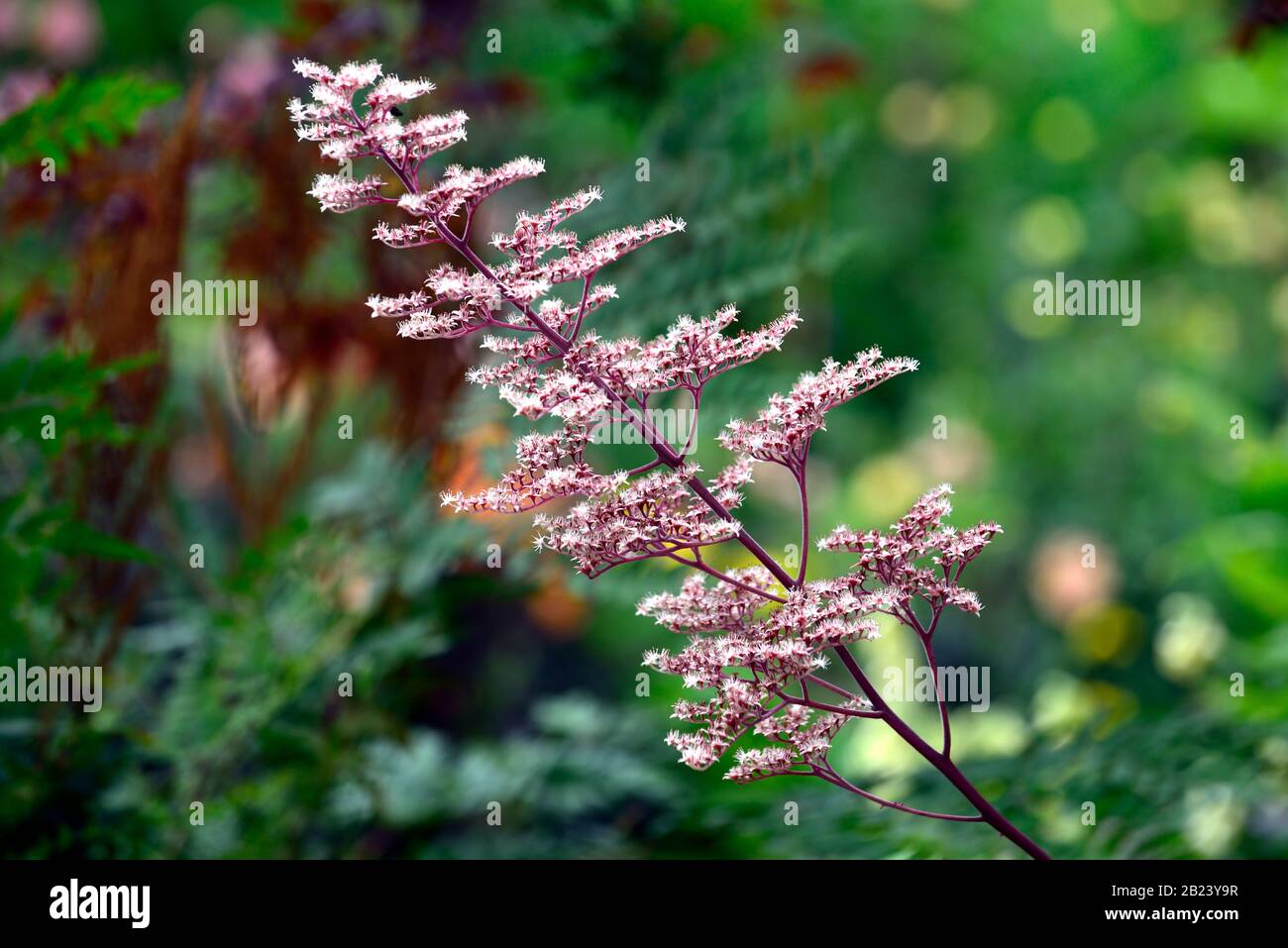 White flower spike hi-res stock photography and images - Alamy