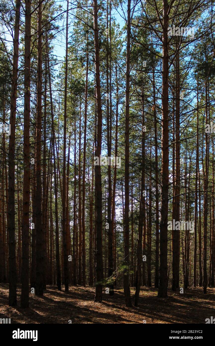 Trunks of pines in the forest Stock Photo - Alamy