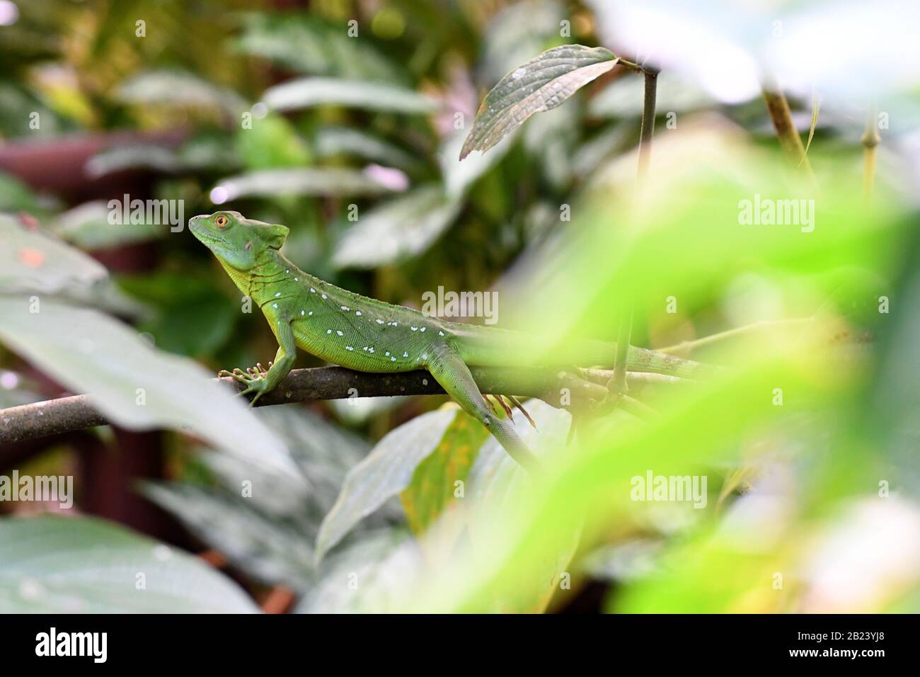 Emerald Green Lizard High Resolution Stock Photography and Images - Alamy