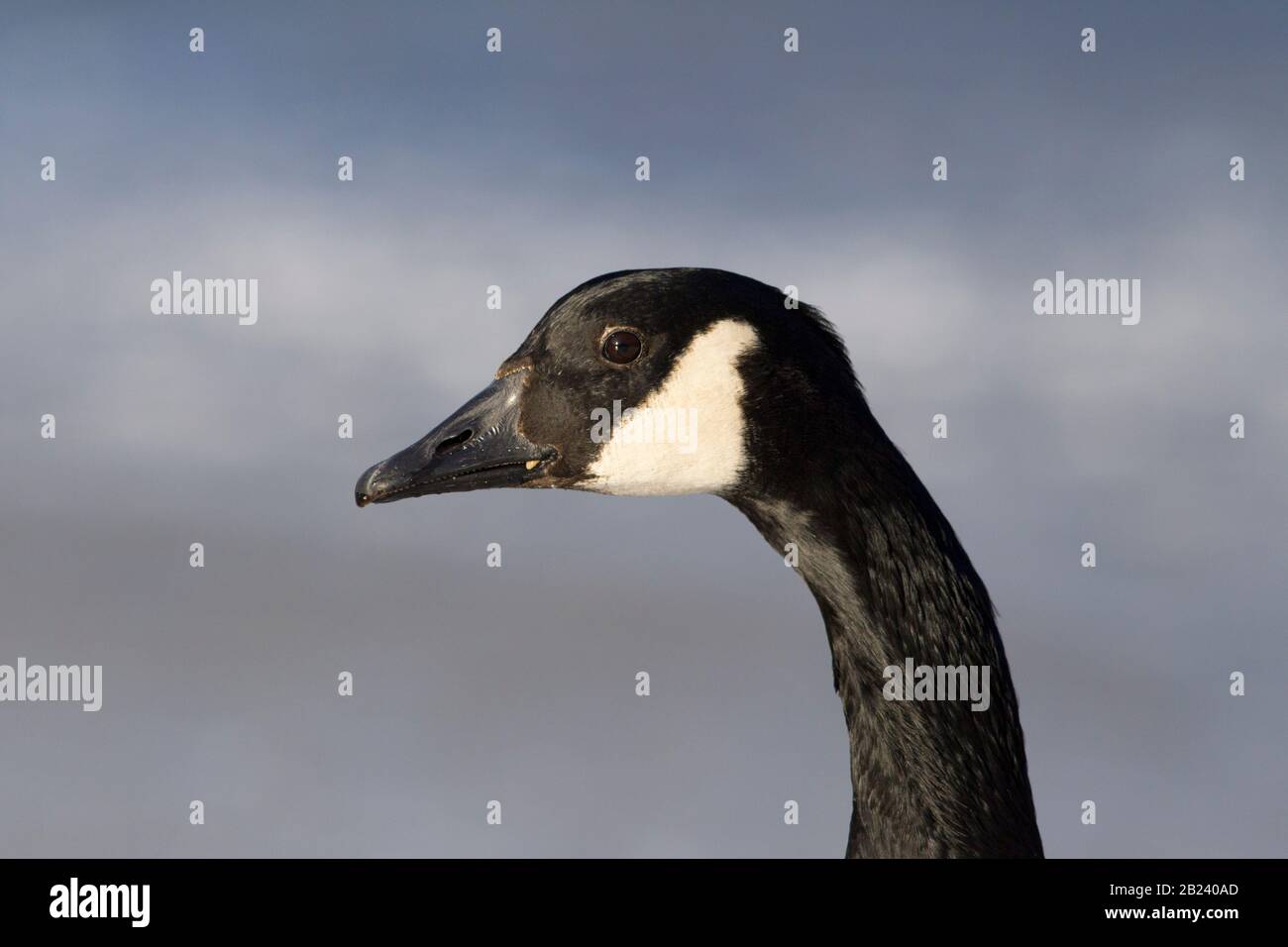 Portrait of canada goose hi-res stock photography and images - Alamy