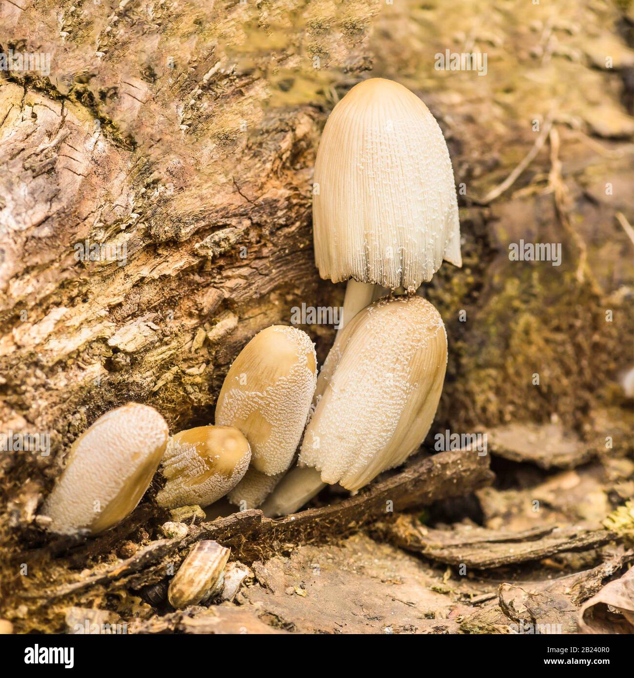 Home beetle (lat. Coprinellus domesticus) is a fungus of the family ...