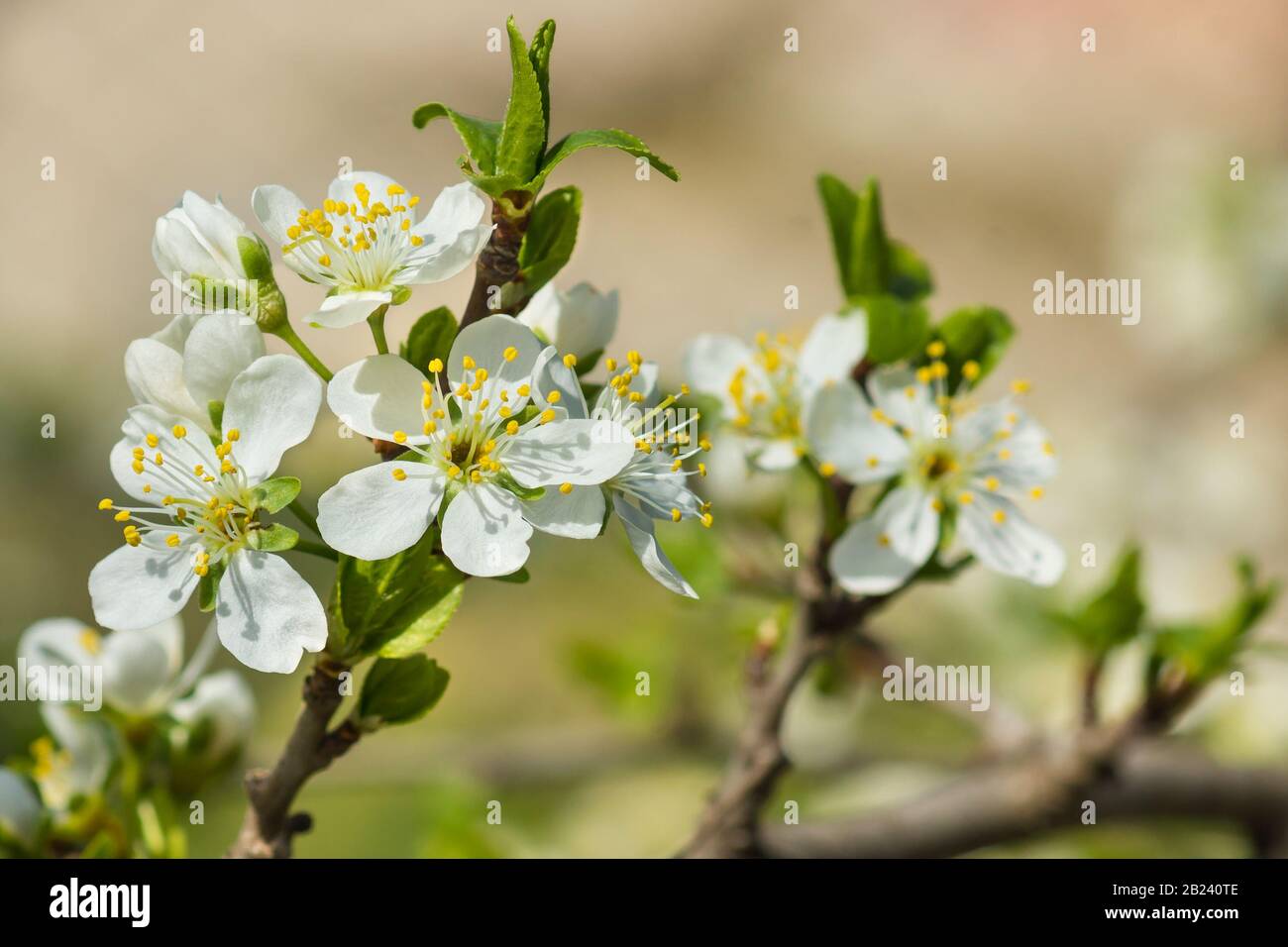 Plum tree prunus domestica detail hi-res stock photography and images ...
