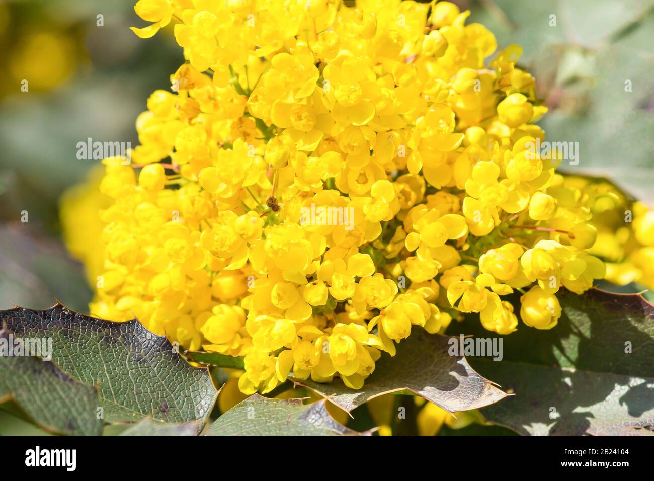 Family berberidaceae hi-res stock photography and images - Alamy